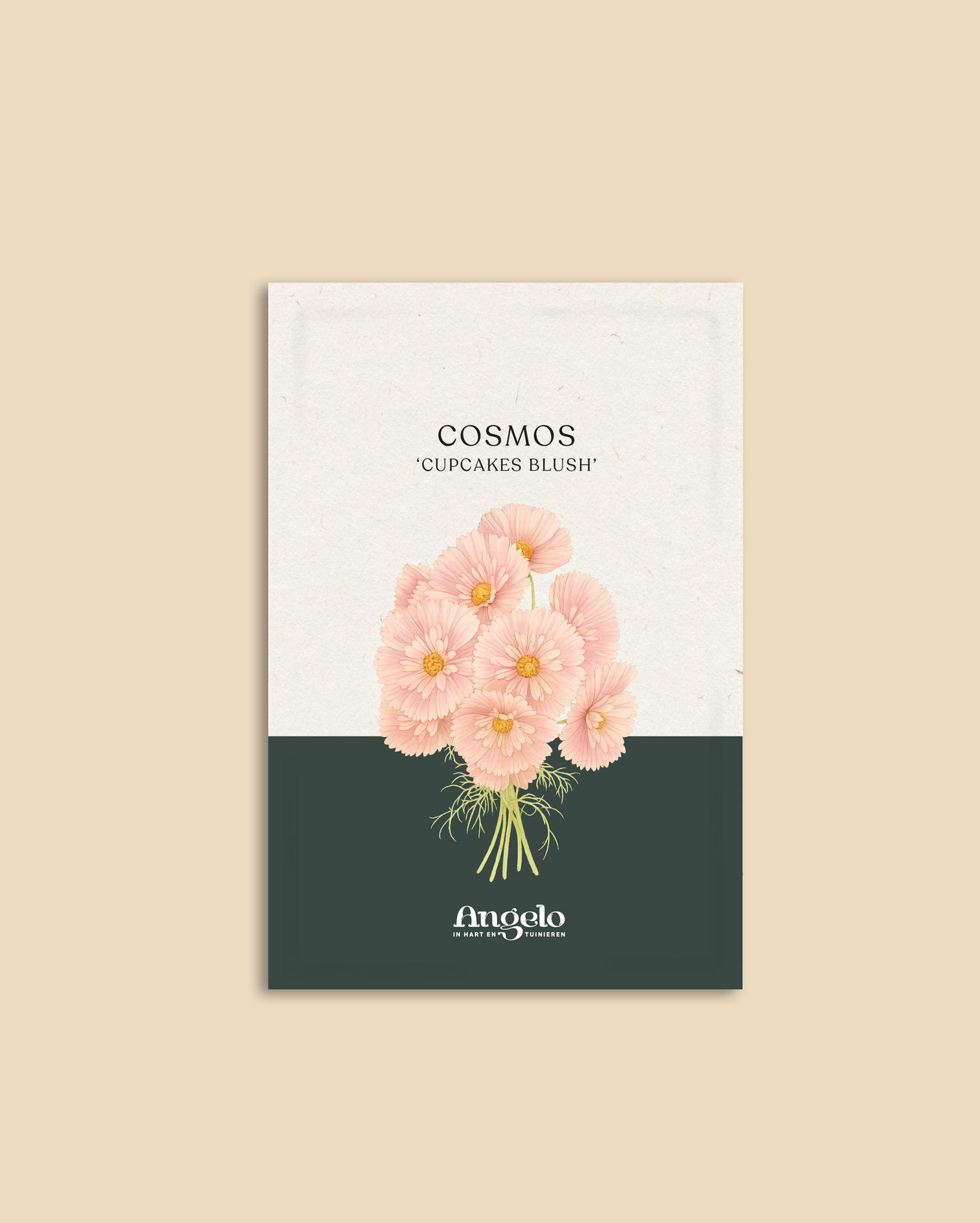 Cosmos bipinnatus 'Cupcakes Blush' – Angelo
