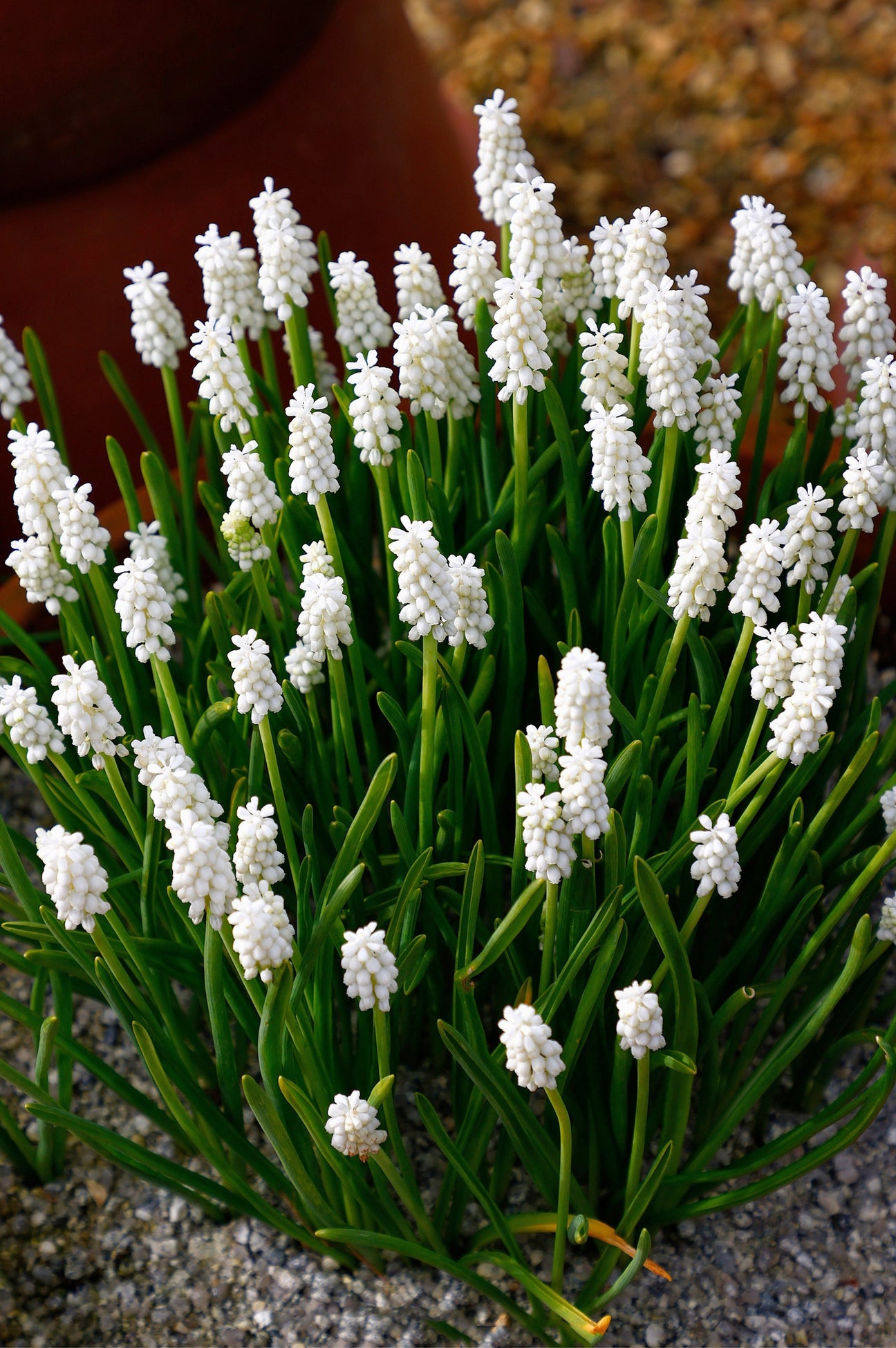Muscari 'Album' BIO — witte druifhyacint | Angelo