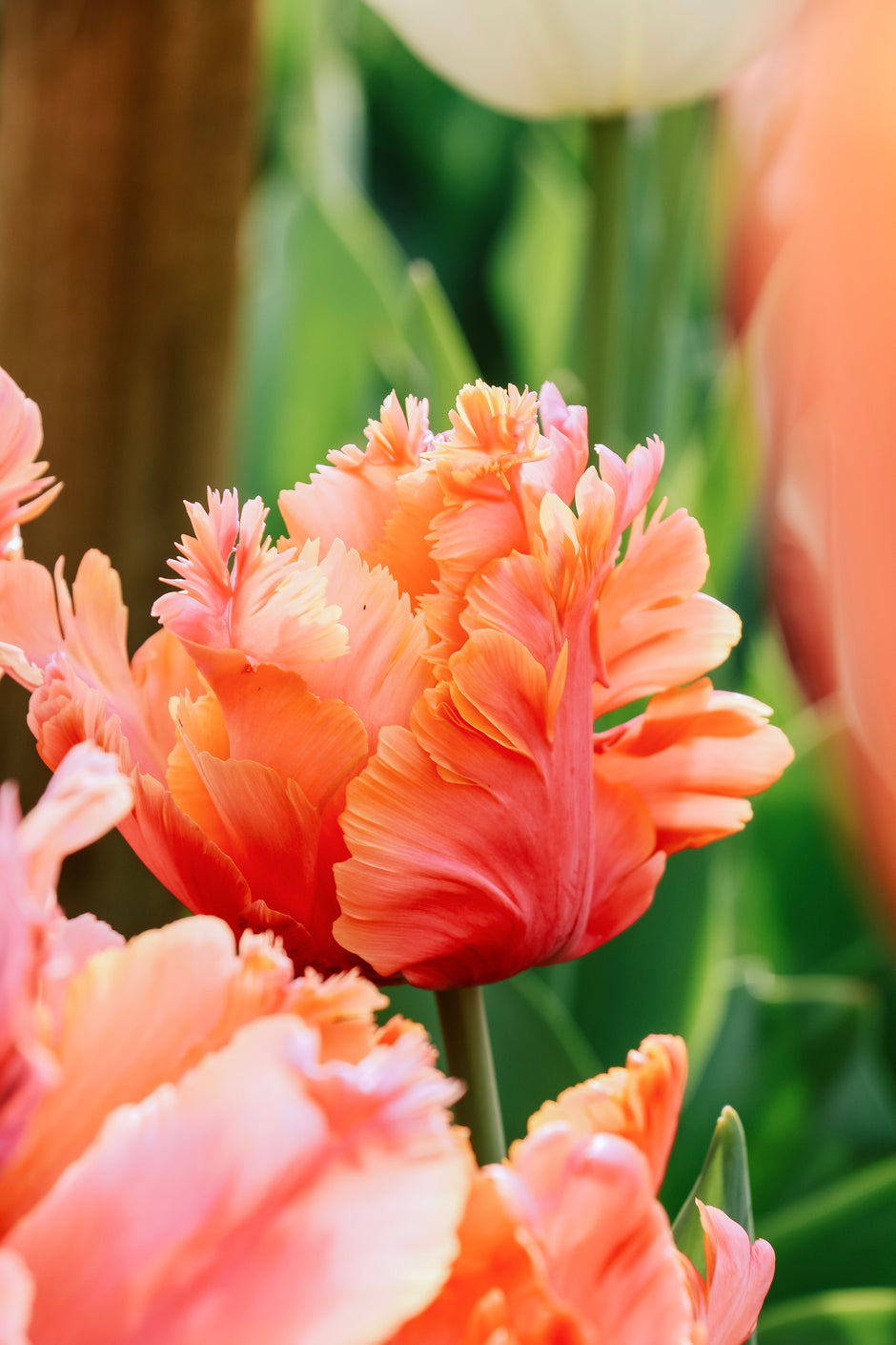 Angelo Dorny - At heart and gardening