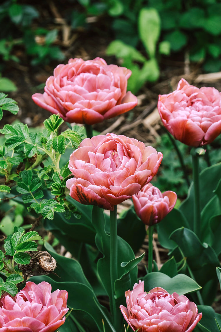 Angelo Dorny - At heart and gardening