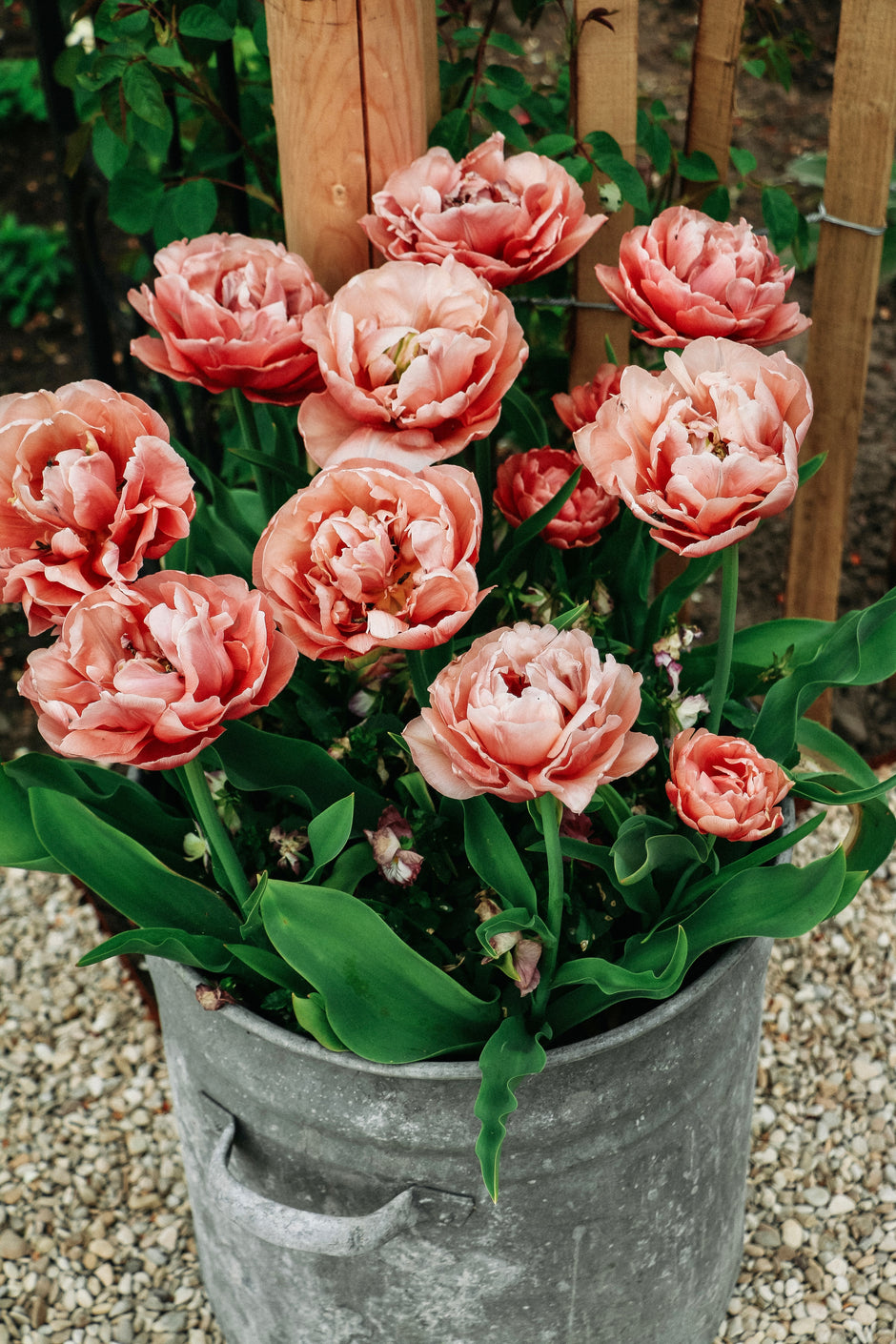 Angelo Dorny - At heart and gardening