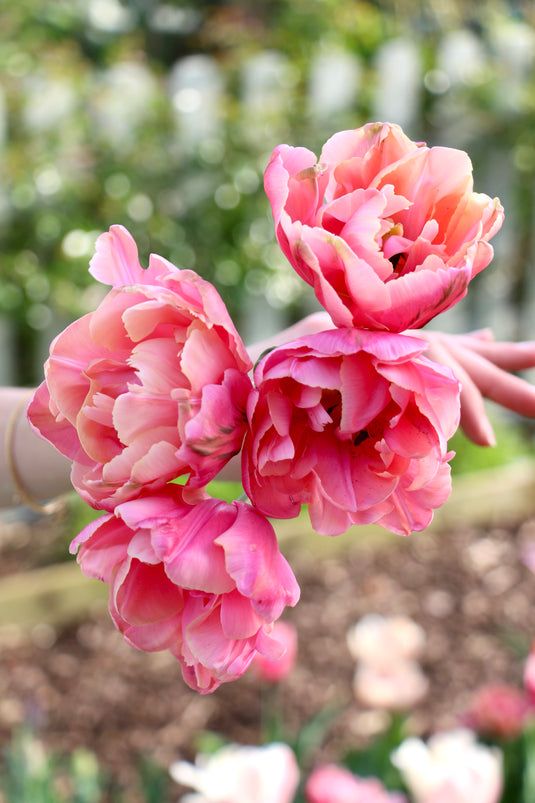 Angelo Dorny - At heart and gardening