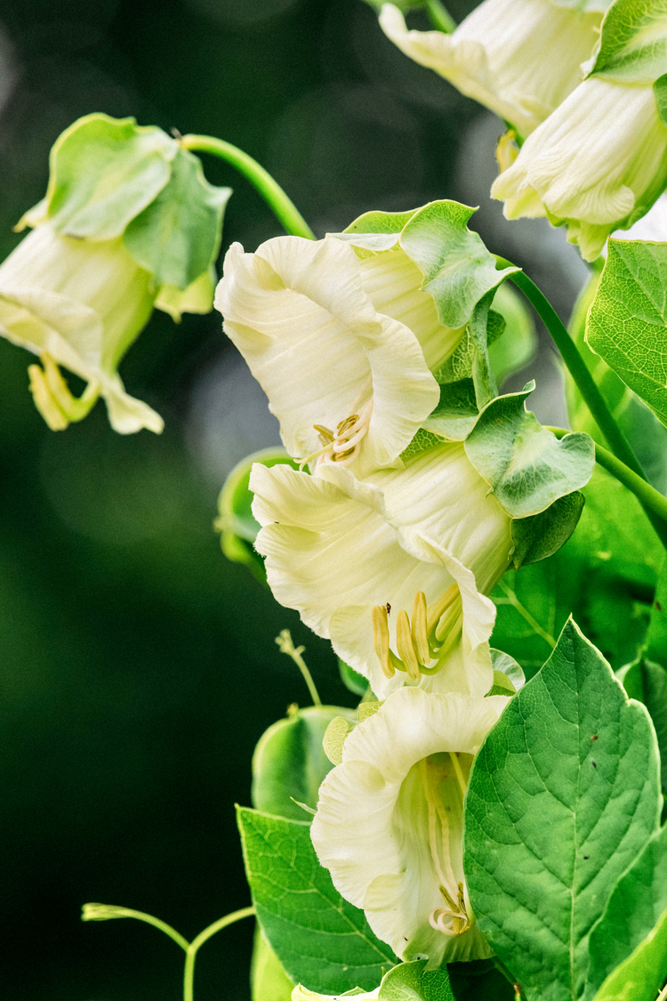 Bloemen - Klimmers – Angelo