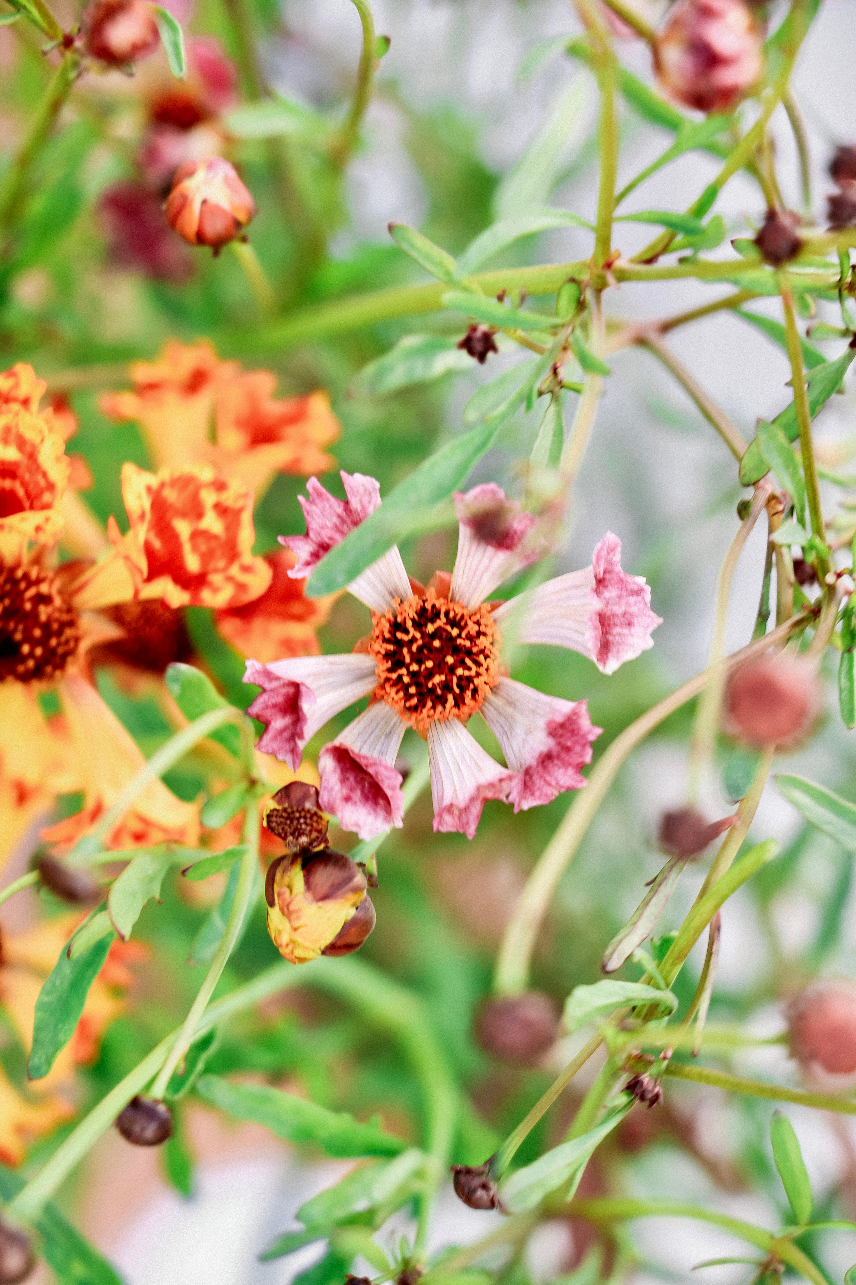 Coreopsis hybrida 'Incredible! Sea Shells Mix' – Angelo
