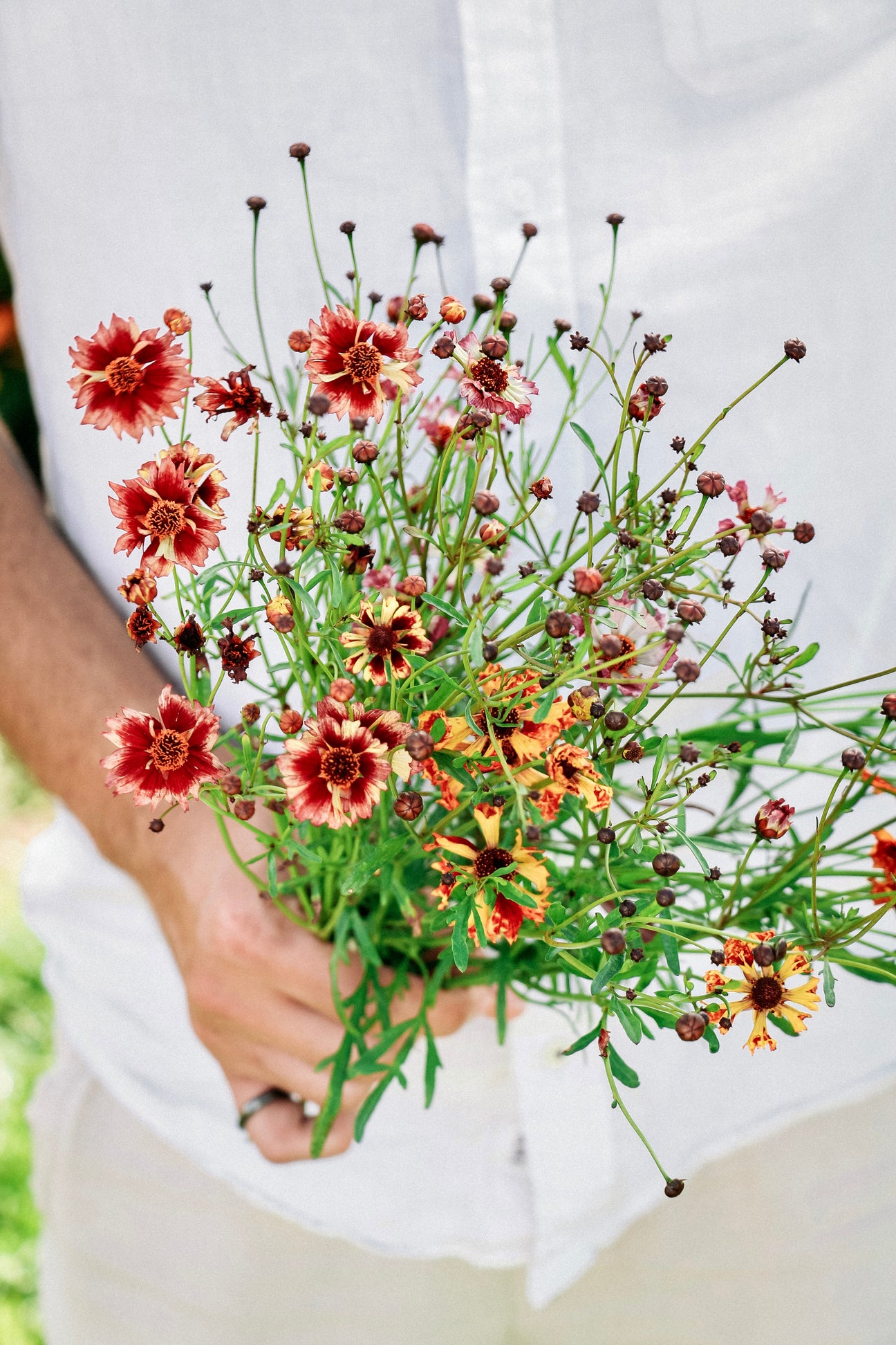Coreopsis hybrida 'Incredible! Sea Shells Mix' – Angelo