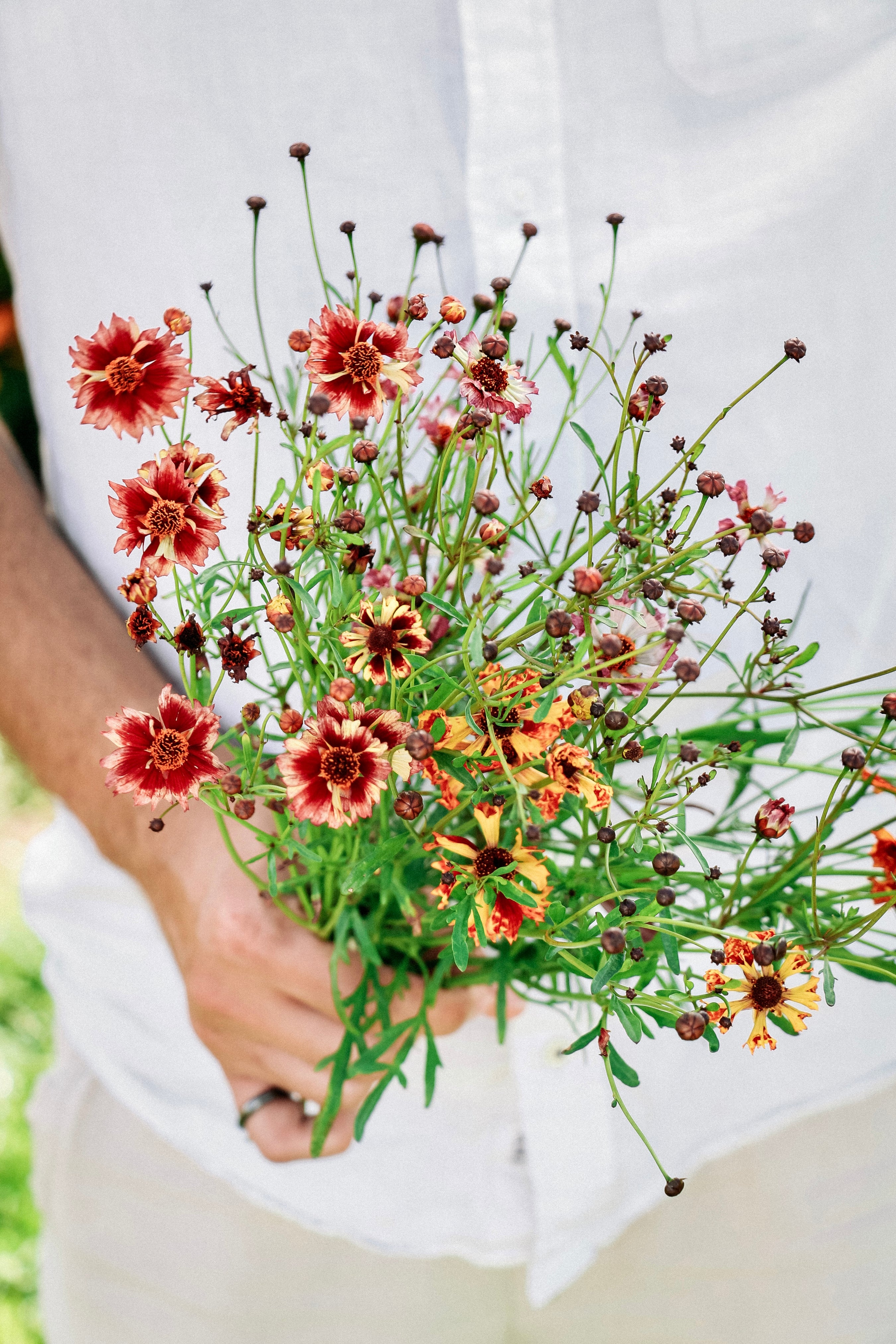 Coreopsis hybrida 'Incredible! Sea Shells Mix' – Angelo