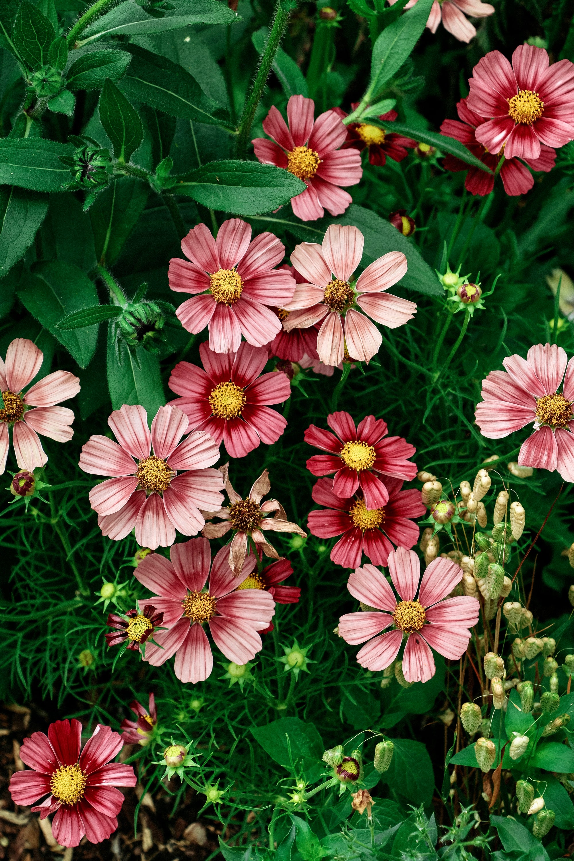 Cosmos bipinnatus 'Antiquity' – Angelo