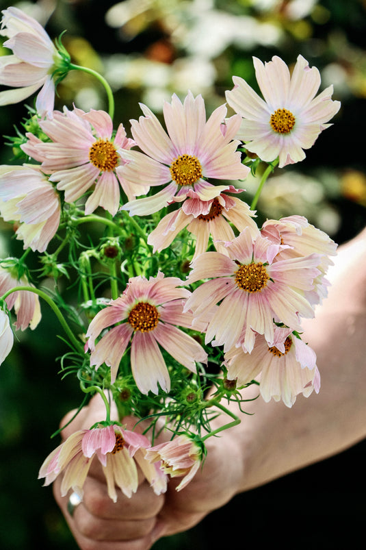 Dianthus barbatus 'hollandia' complete mixture – Angelo