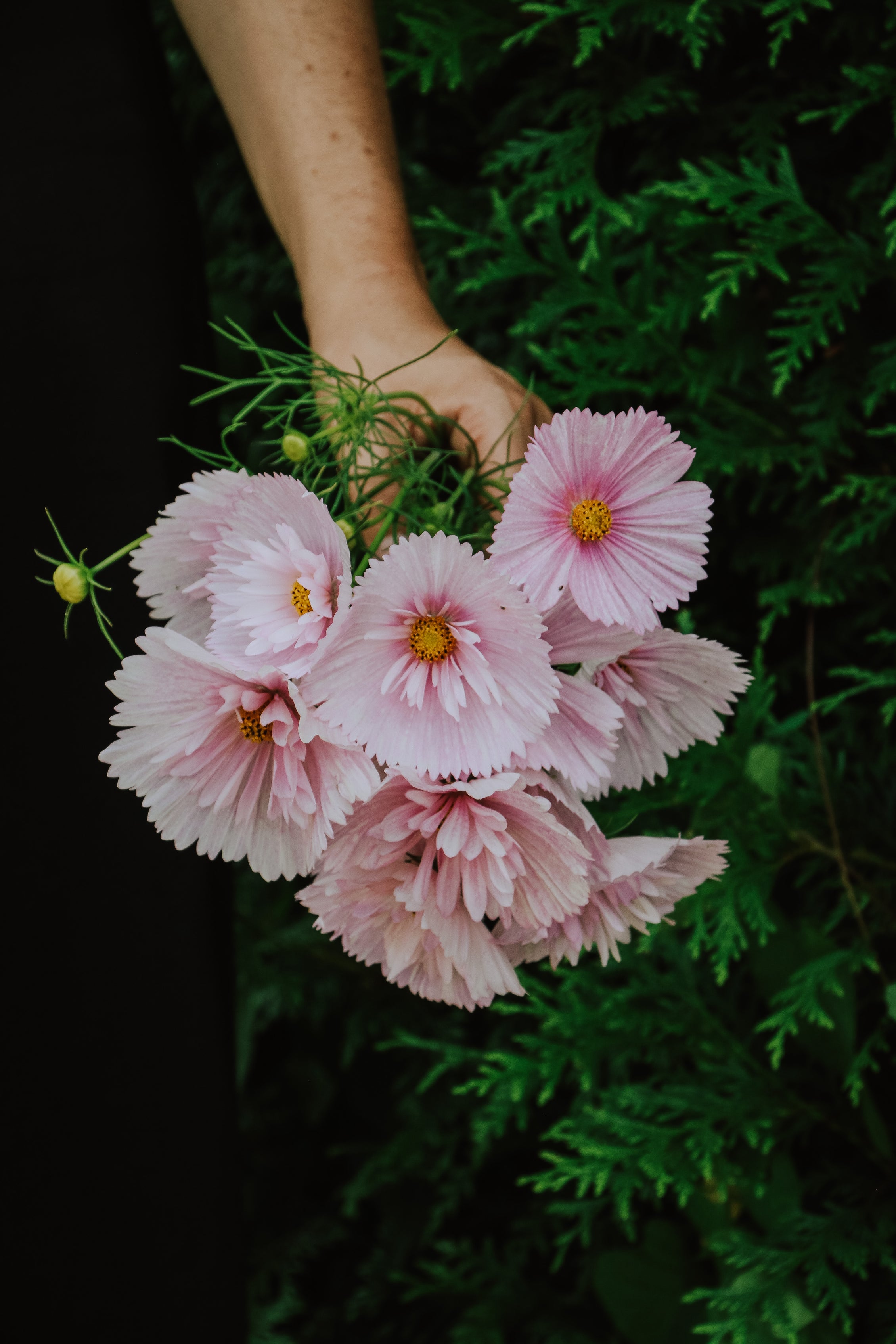 Cosmos bipinnatus 'Cupcakes Blush' – Angelo