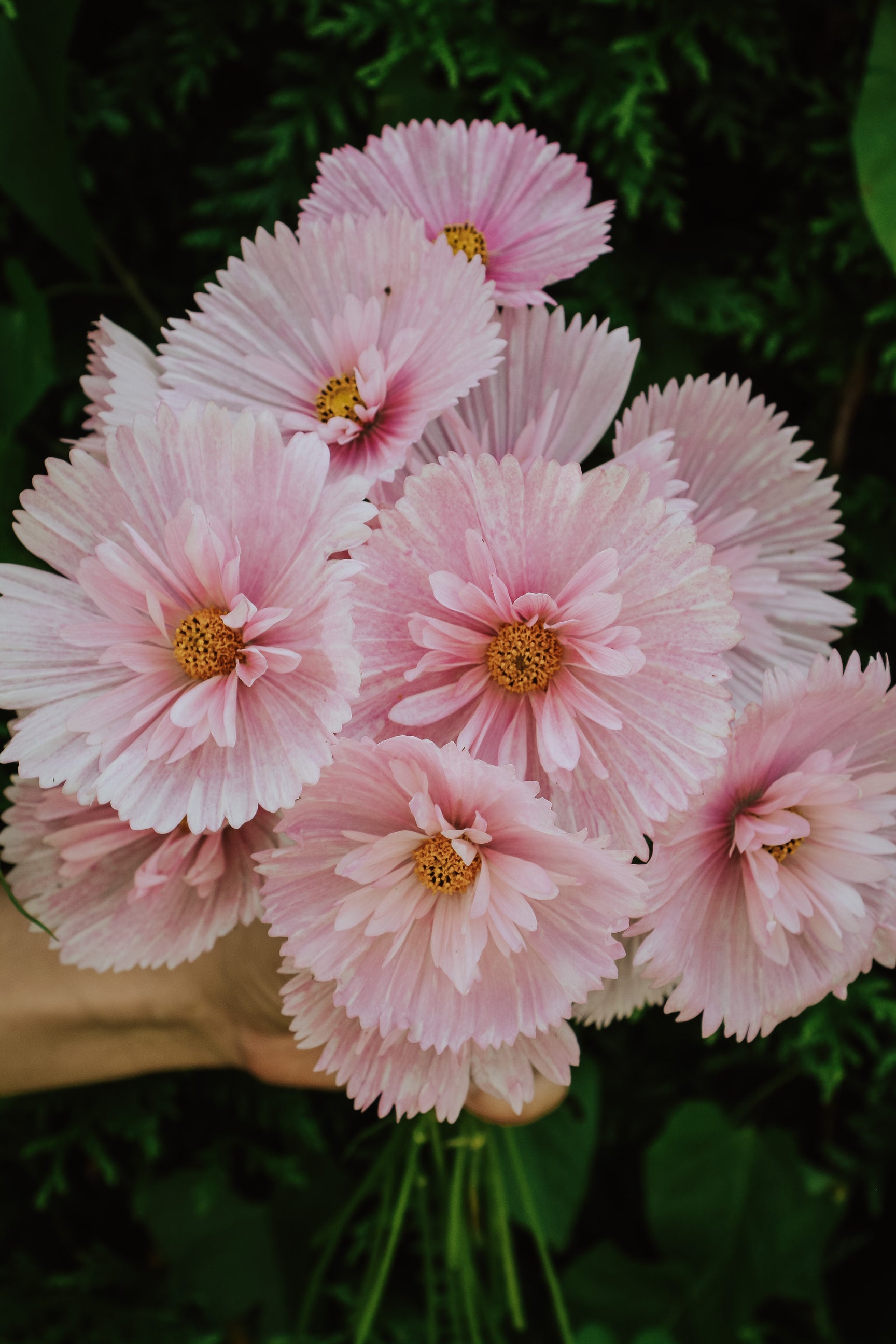 Cosmos bipinnatus 'Cupcakes Blush' – Angelo
