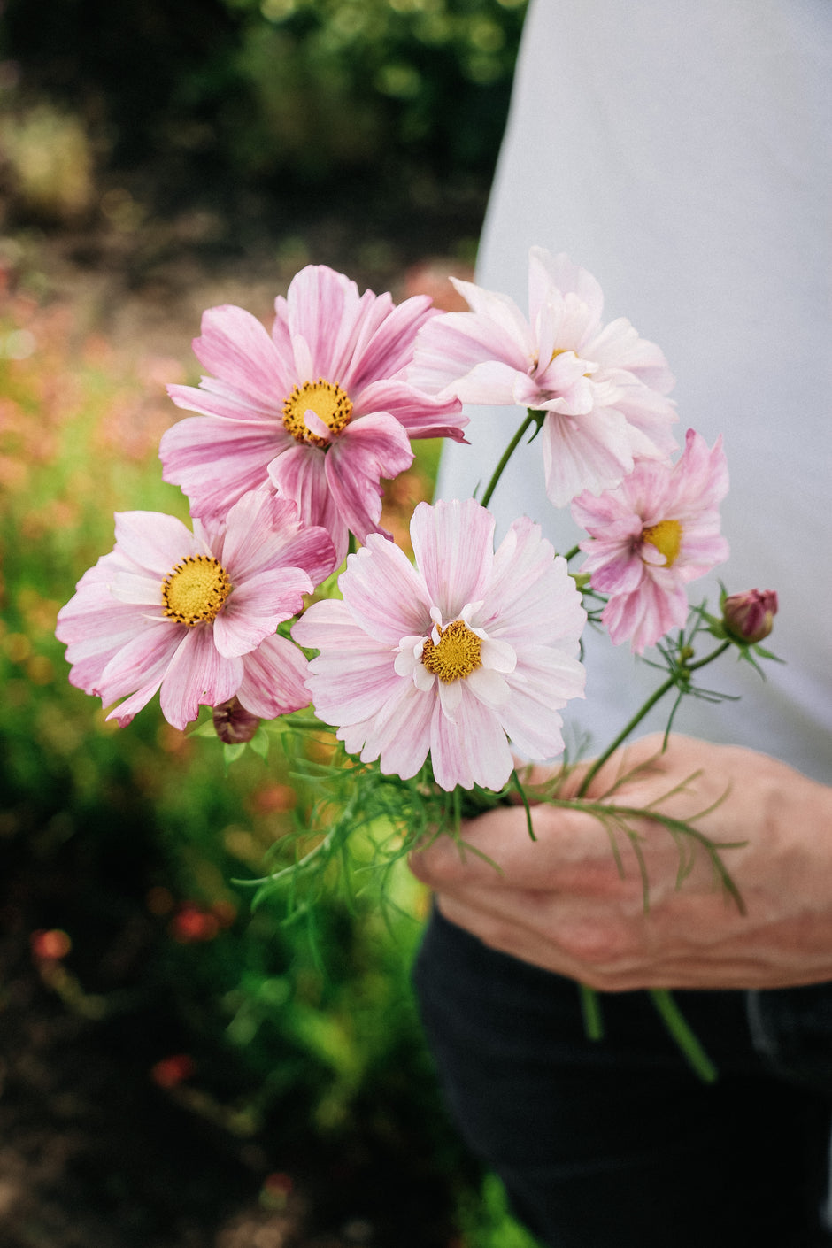 Cosmos bipinnatus 'Antiquity' – Angelo