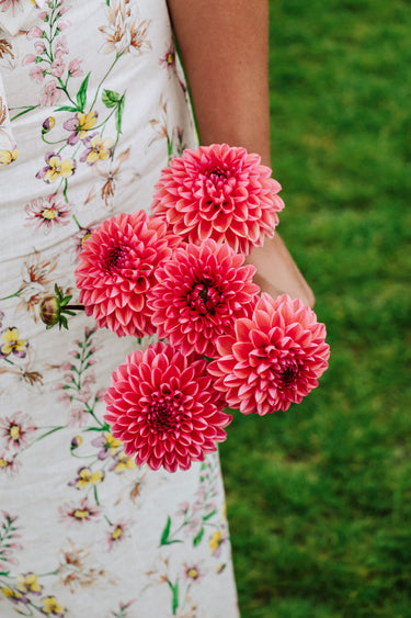 Dahlia 'Daisy Duke' – Angelo