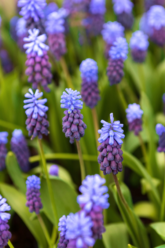 Muscari latifolium — tweekleurige druifhyacint | Angelo
