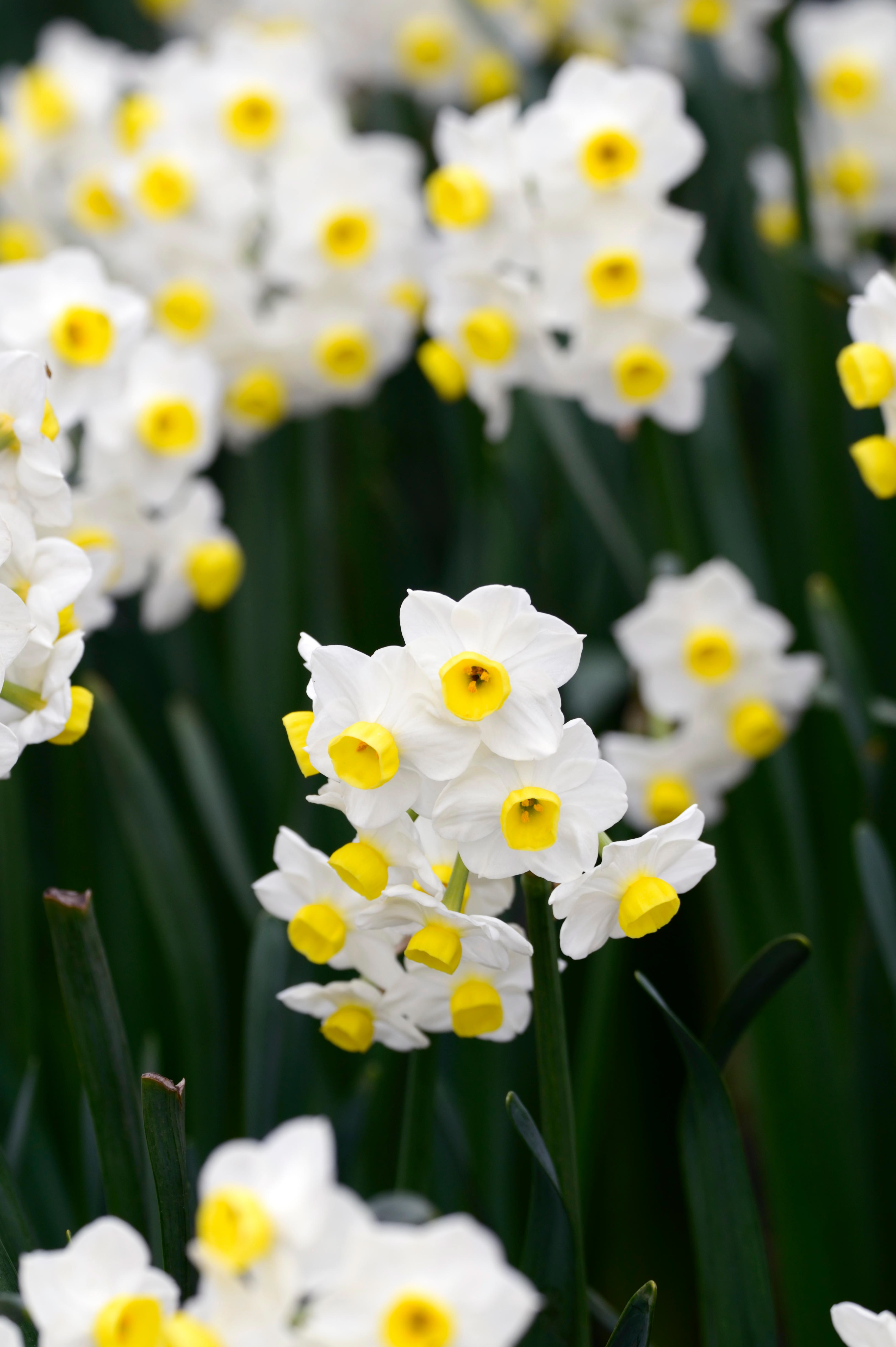 Narcis 'Avalanche' — geurige trosnarcis | Angelo