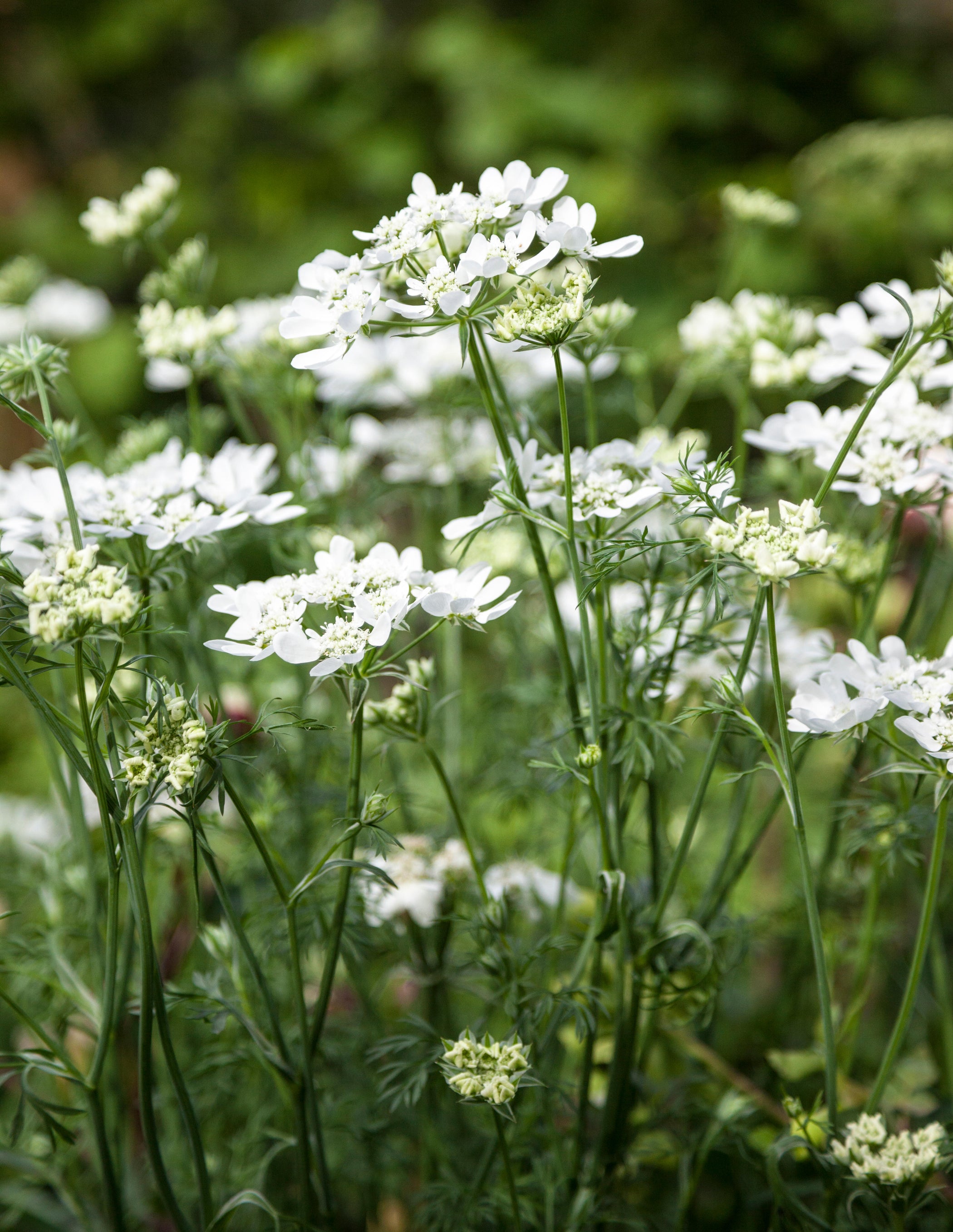 Orlaya grandiflora 'Qis White Finch' – Angelo