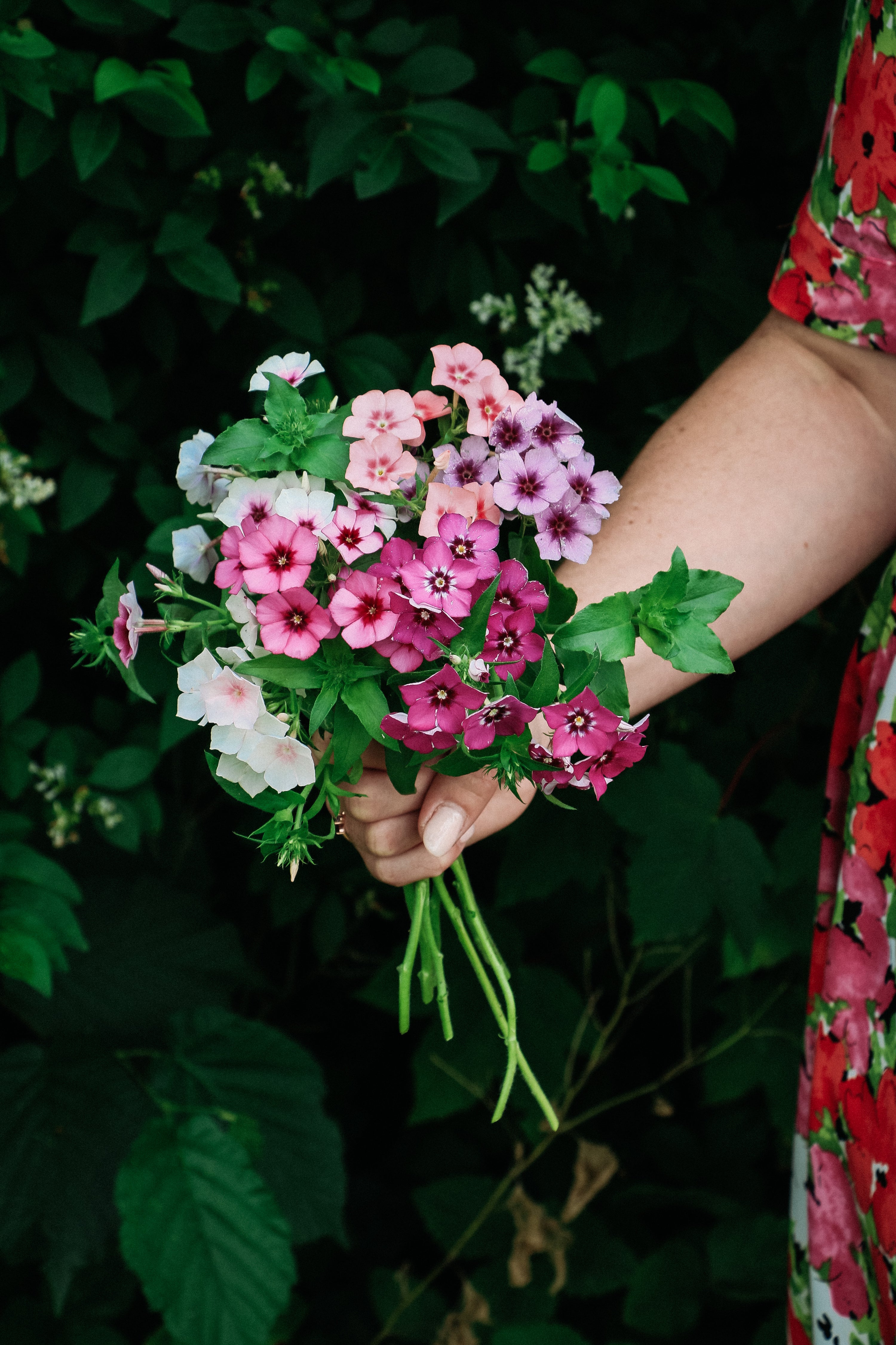 Phlox drummondii grandiflora 'tapestry mixture' – Angelo