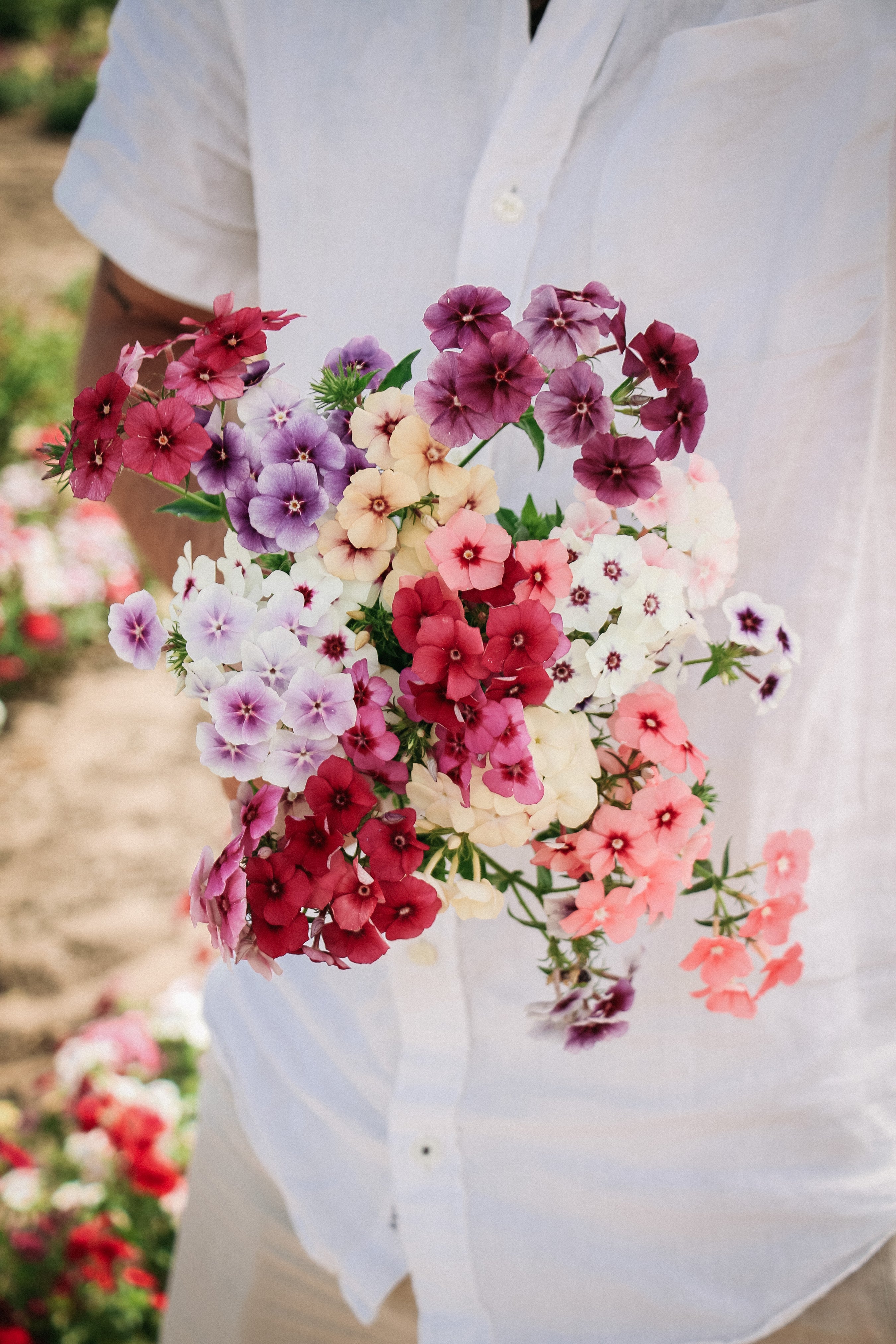Phlox drummondii grandiflora 'tapestry mixture' – Angelo