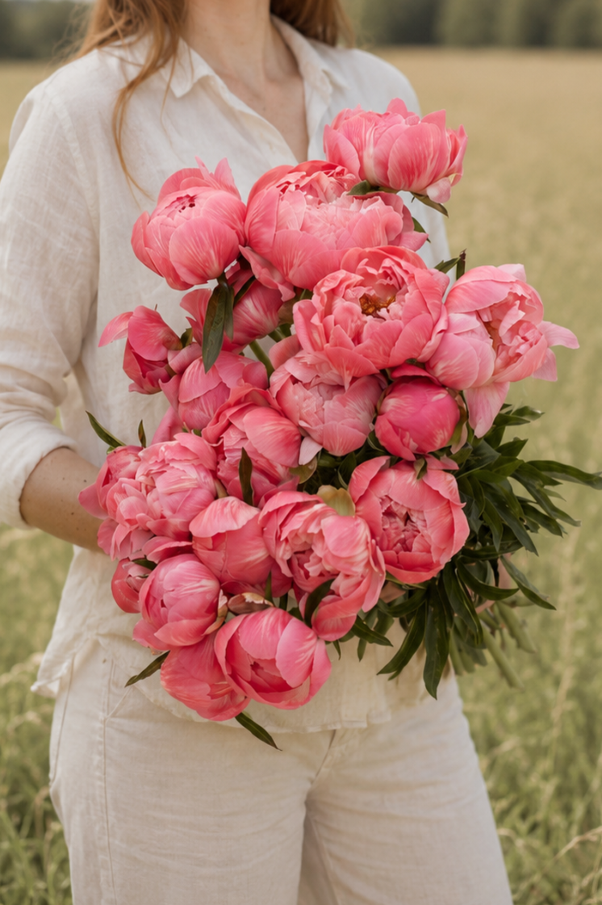 Pioen 'Coral Charm' – Angelo