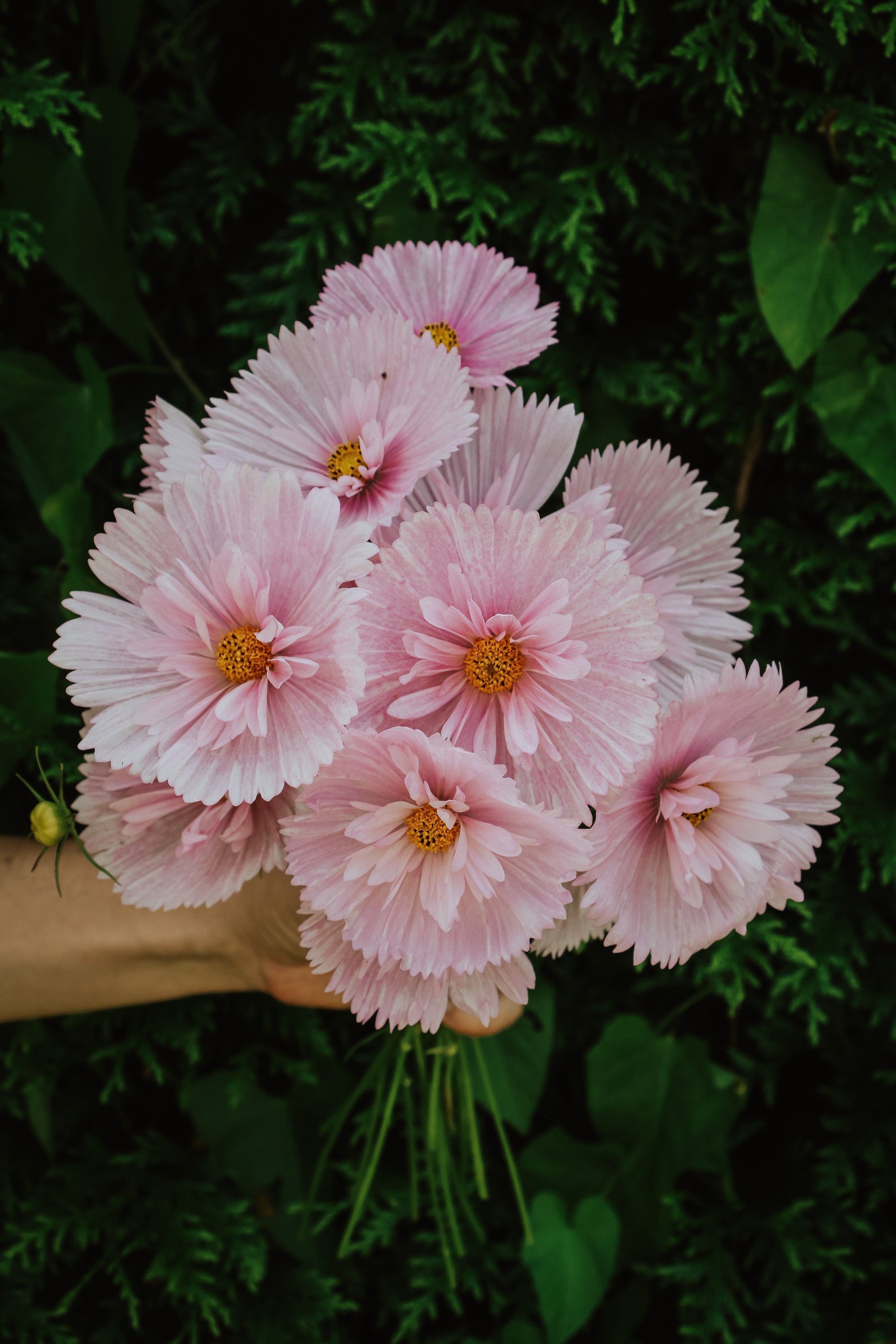 Cosmos bipinnatus 'Cupcakes Blush' – Angelo