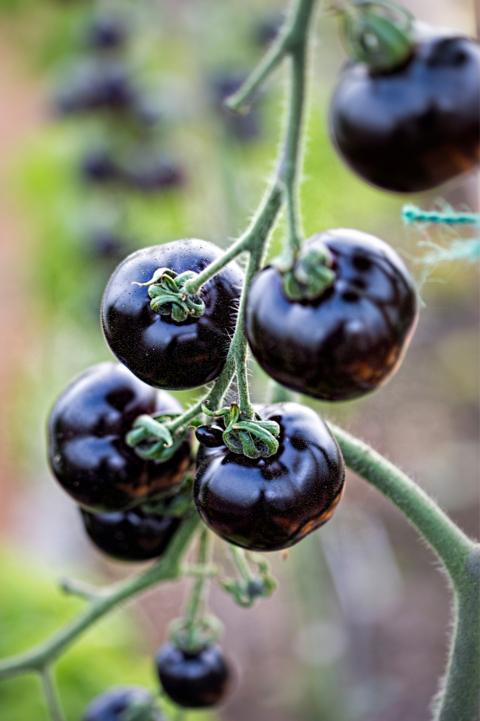Angelo Dorny - In hart en tuinieren