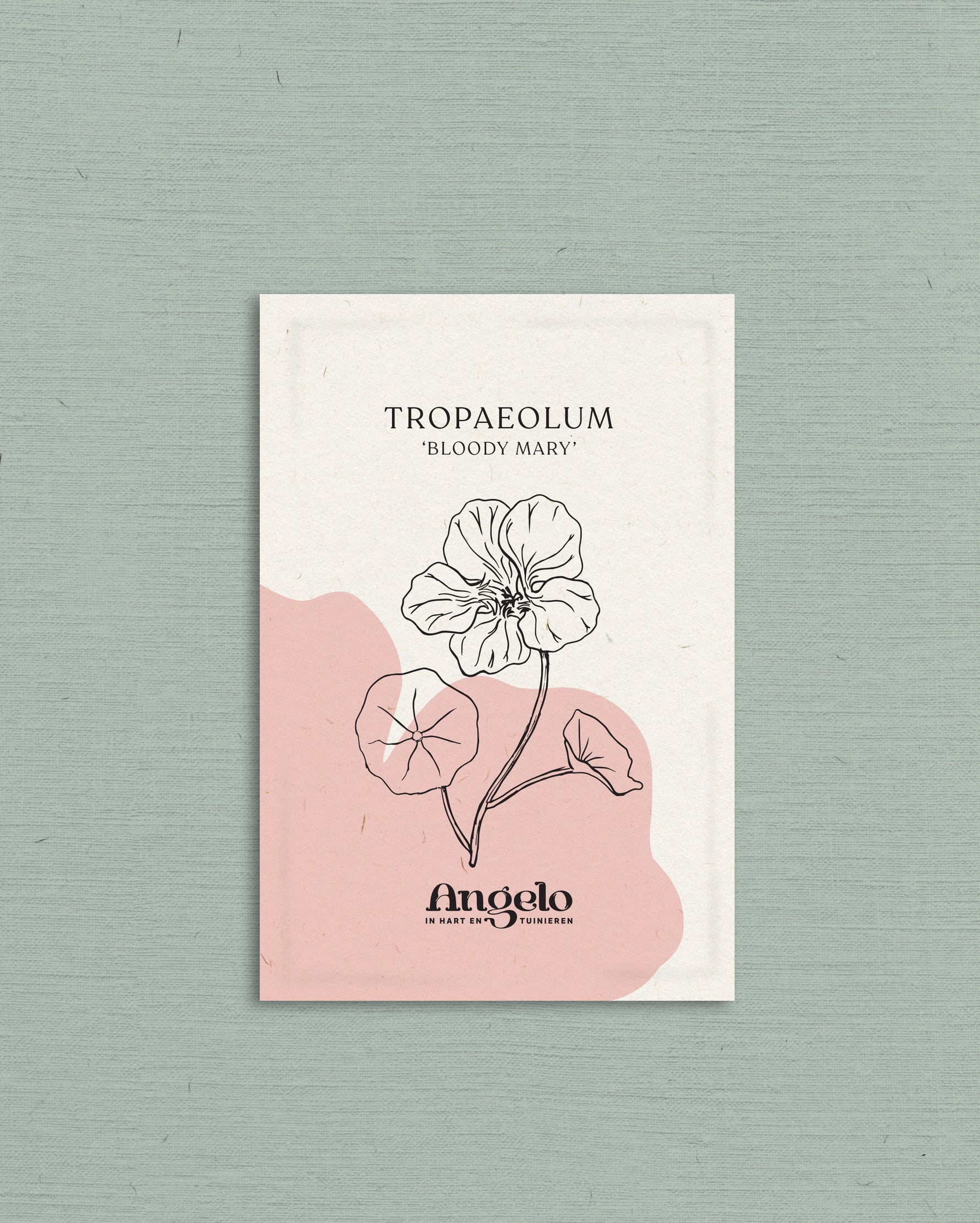 Tropaeolum minus 'Bloody Mary' – Angelo