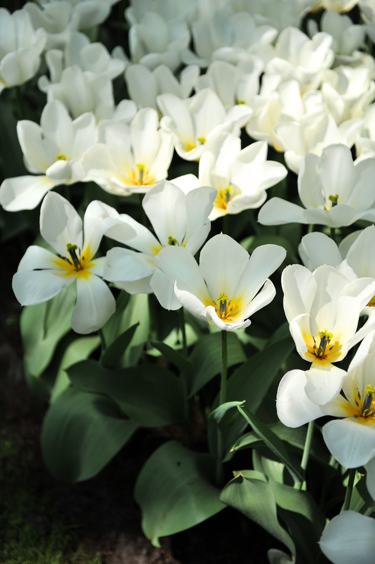 Tulp 'Purissima' — grote witte fosteriana | Angelo
