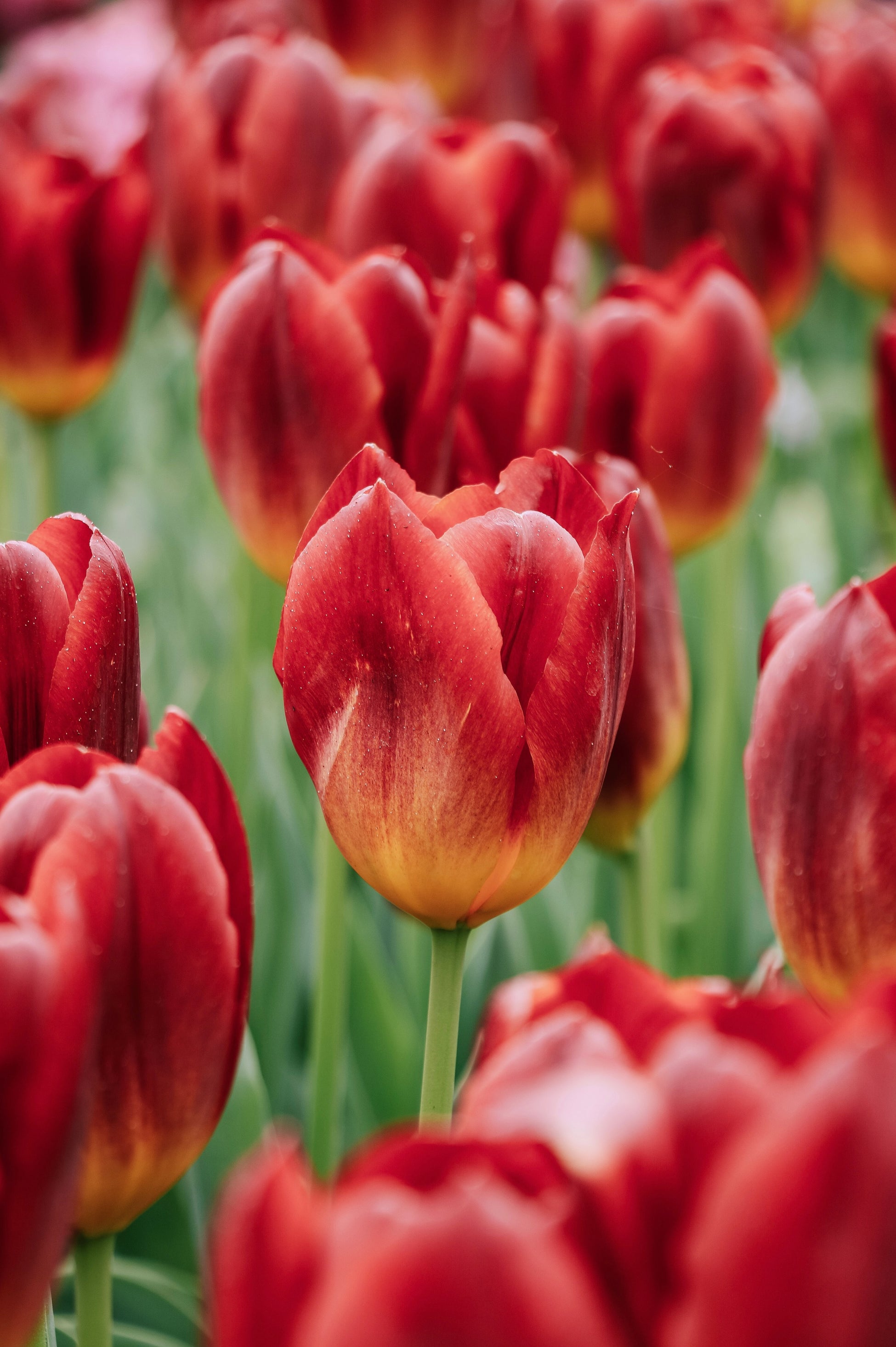Tulp 'Amberglow' — abrikoos-oranje tulp | Angelo