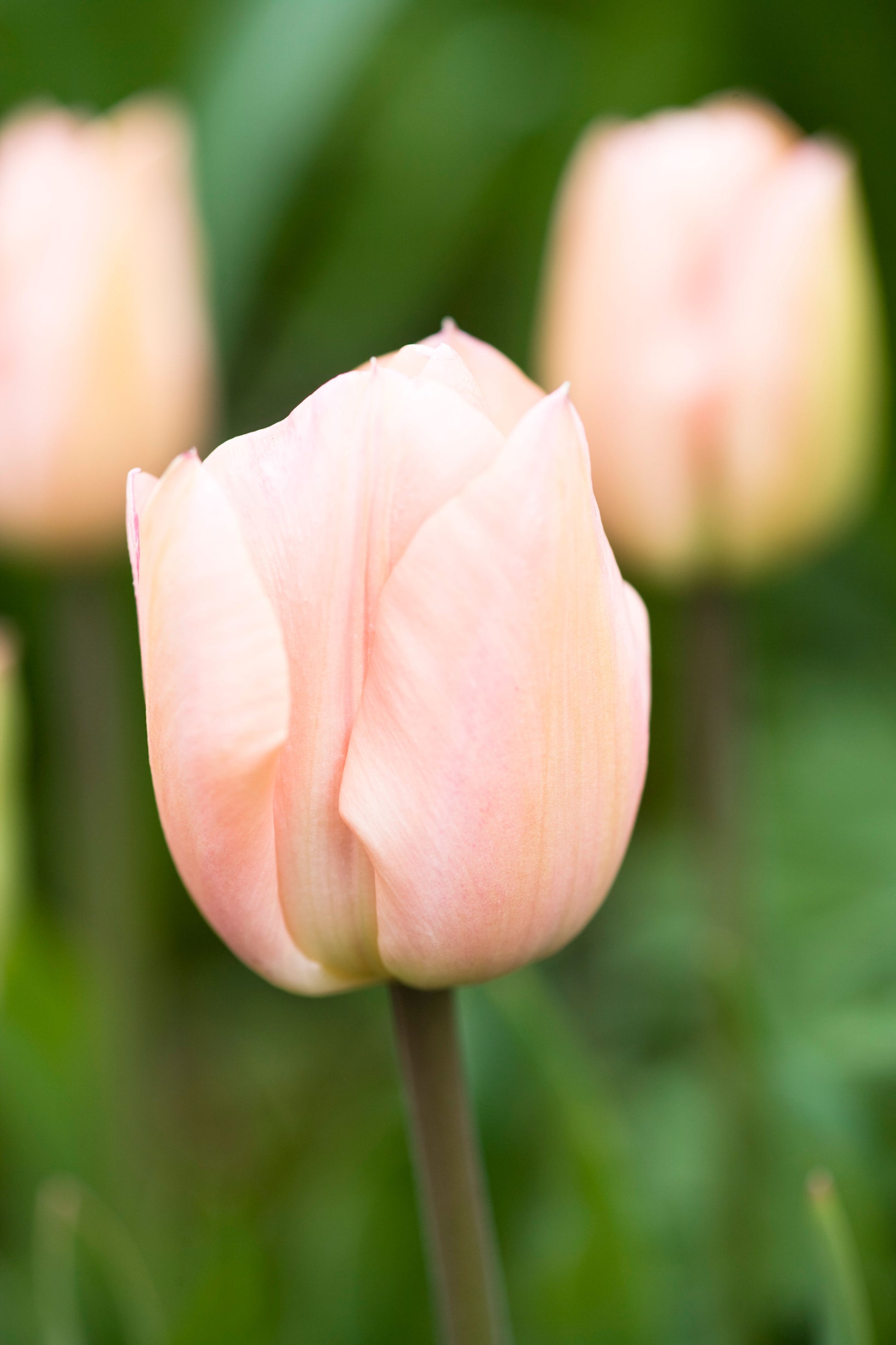 Tulip 'Apricot Beauty' - Soft Pink with Peach Color – Angelo