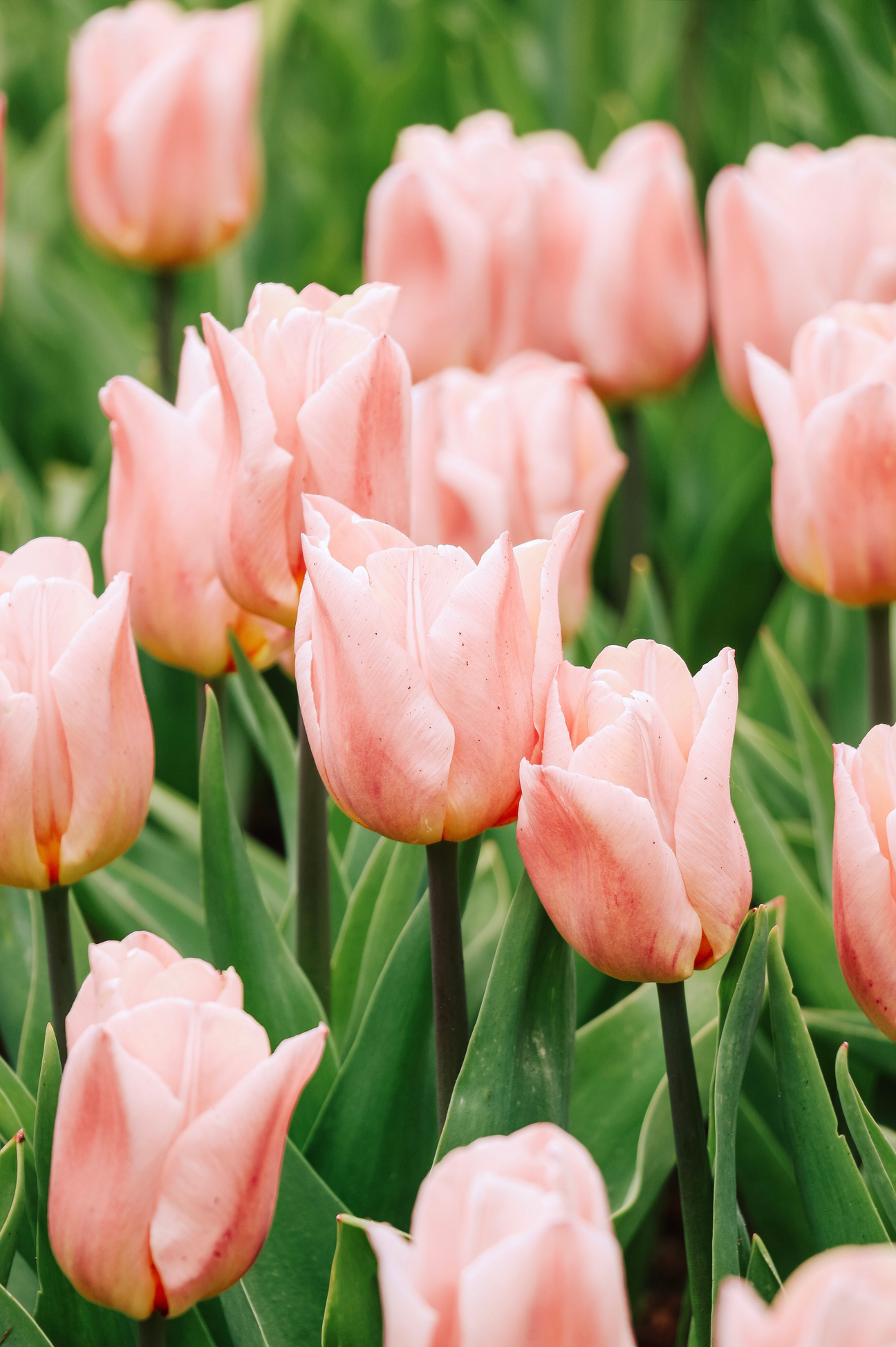 Tulp 'Apricot Copex' — abrikoos-perzik tulp | Angelo