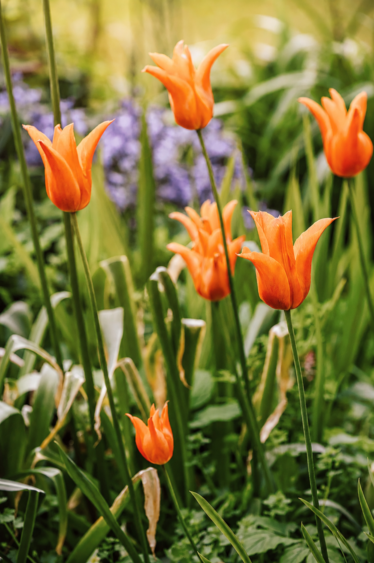 Tulp 'Ballerina' BIO — oranje lelietulp | Angelo