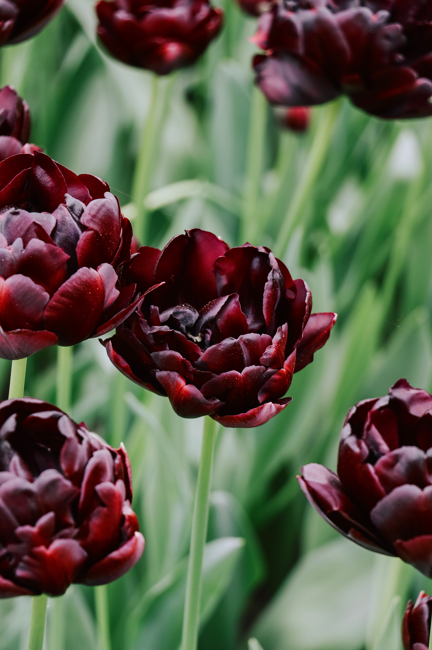 Tulp 'Black Hero' — paarszwarte pioentulp | Angelo