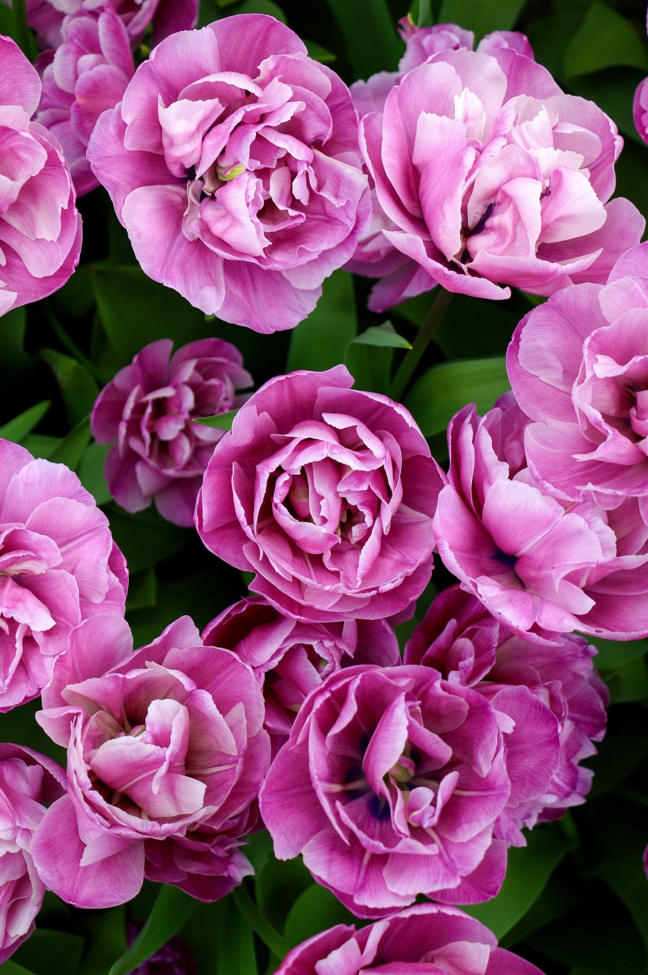 Tulp 'Blue Diamond' — paarsviolette pioentulp | Angelo