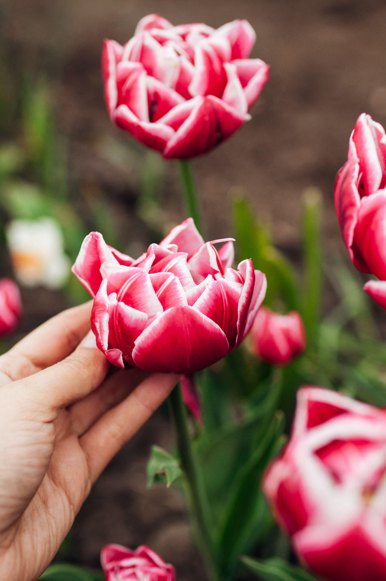 Tulp 'Columbus' BIO — rood-wit gevulde tulp | Angelo