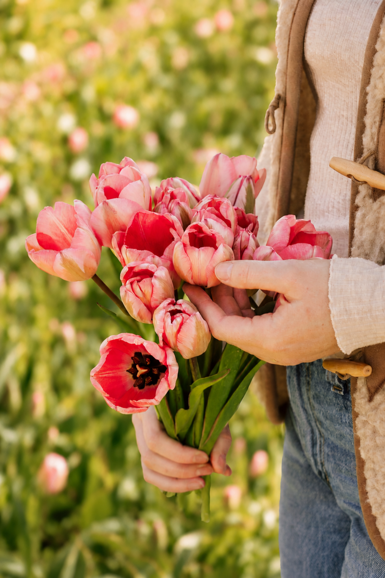 Tulp 'Design Impression' BIO — roze-abrikoos | Angelo