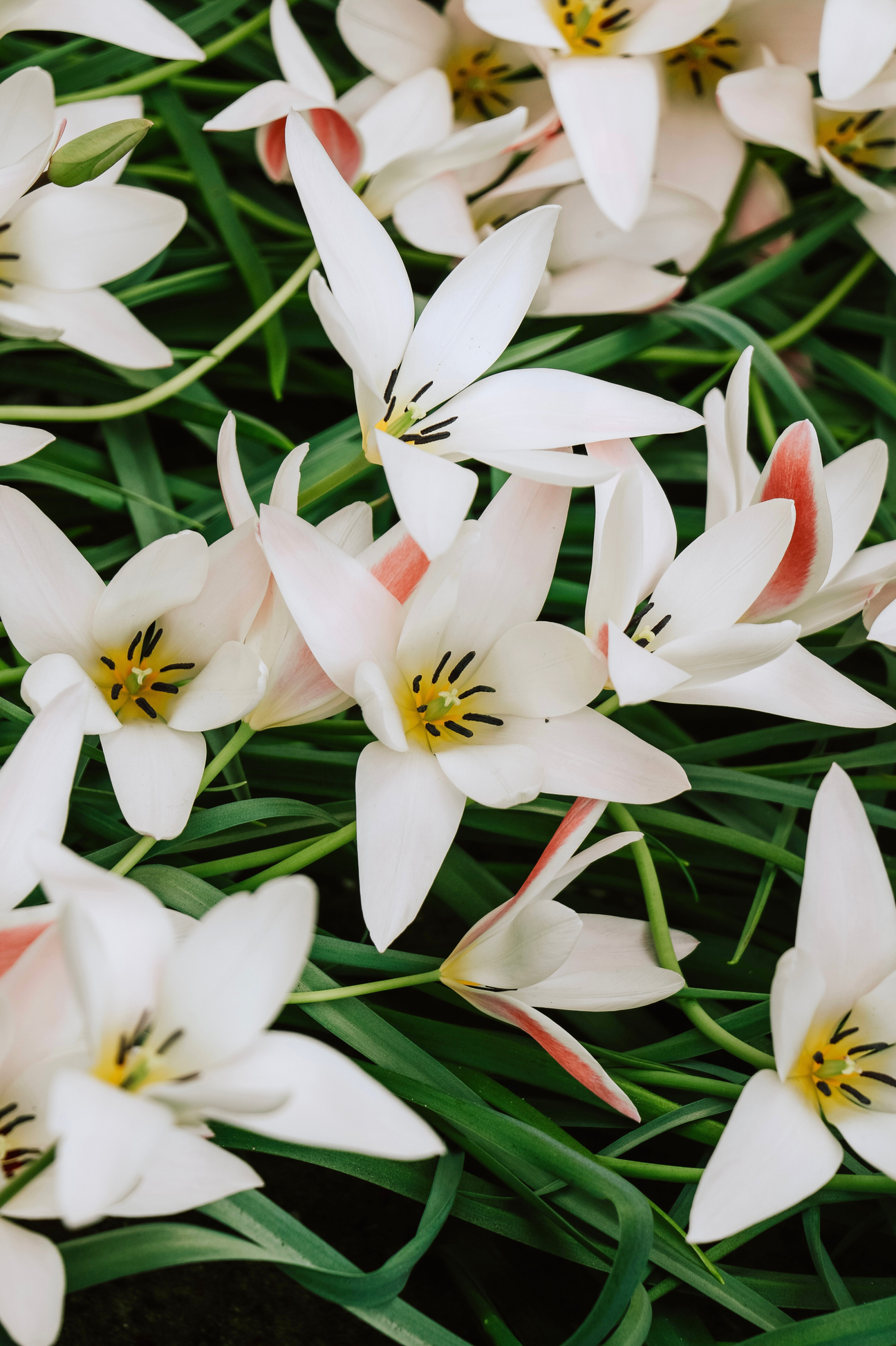 Tulp 'Lady Jane' — botanische dametulp | Angelo