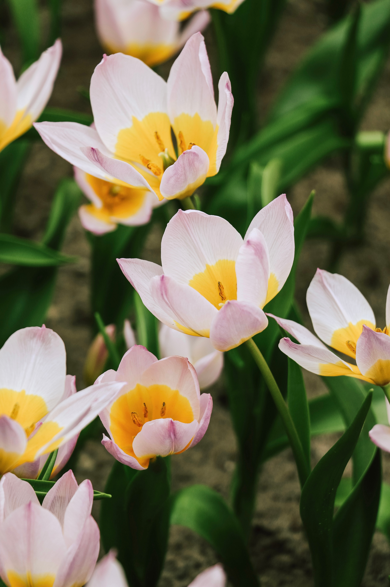 Tulp 'Lilac Wonder' BIO — botanische lila tulp | Angelo