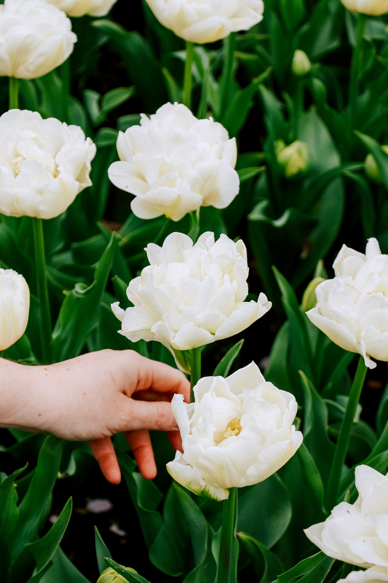 Tulp 'Northcap' — crèmewitte tulp | Angelo