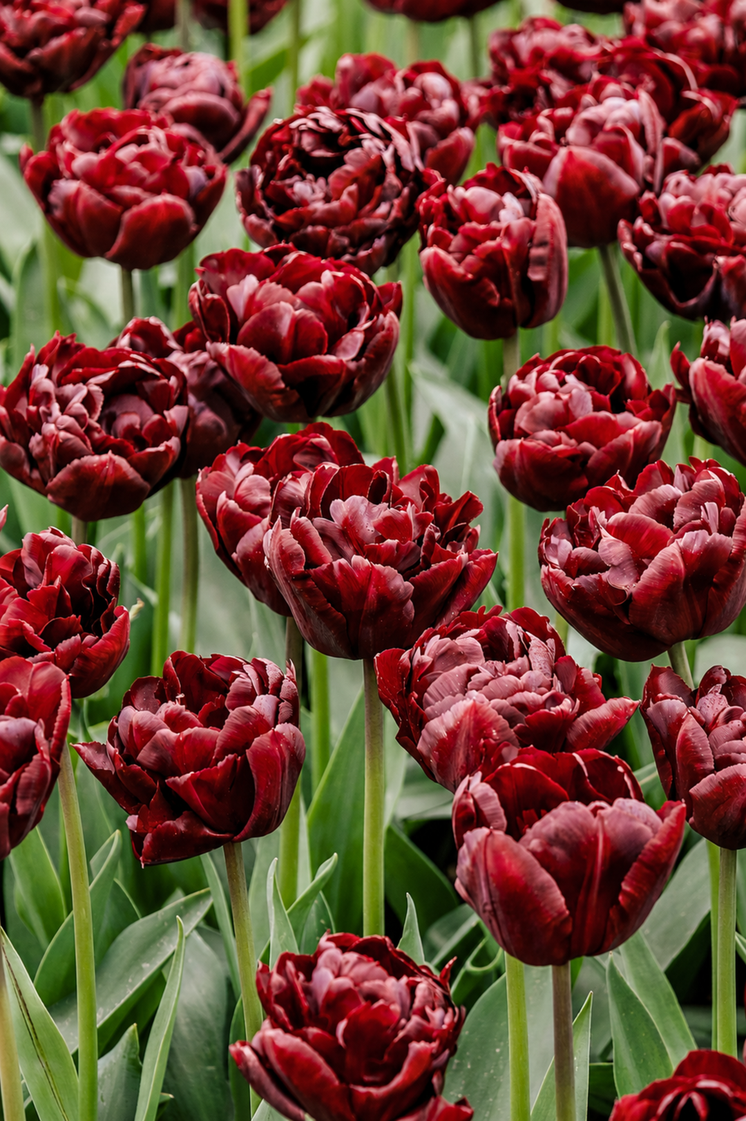 Tulp 'Palmyra' — bordeaux pioentulp | Angelo