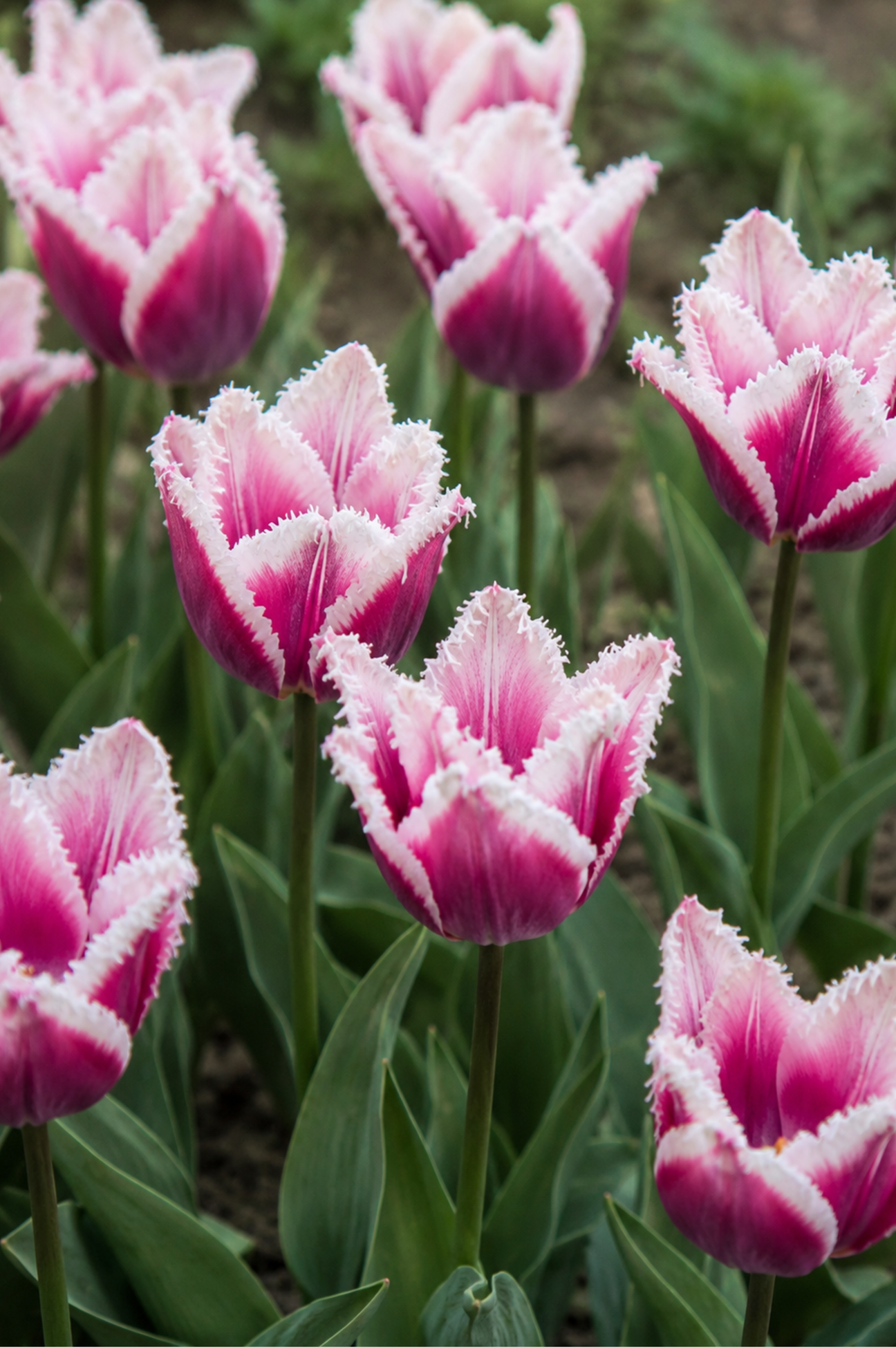 Tulp 'Siesta' BIO — gefranjerde roze tulp | Angelo