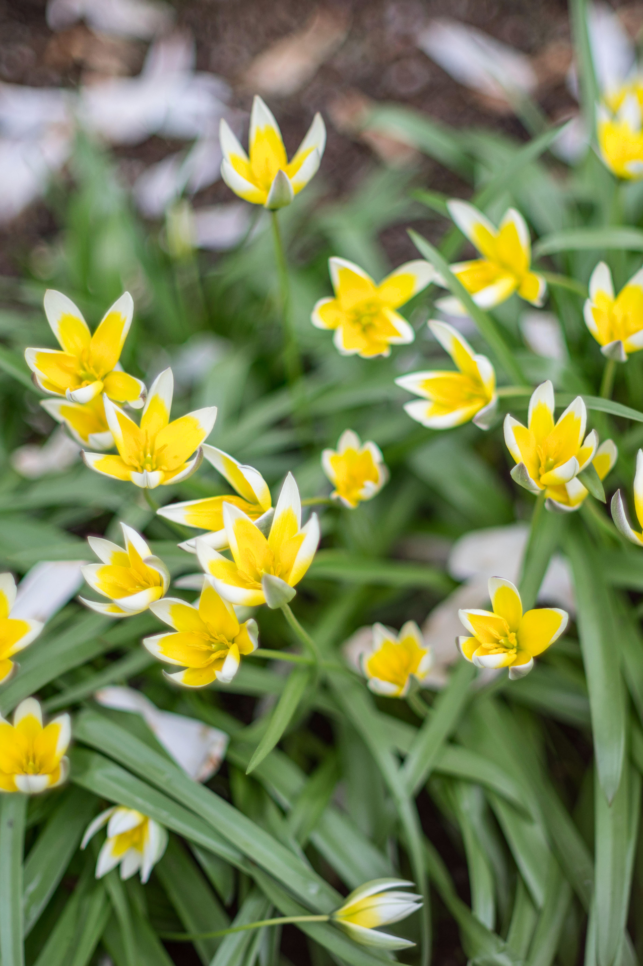 Tulp 'Tarda' BIO — botanische sterren tulp | Angelo